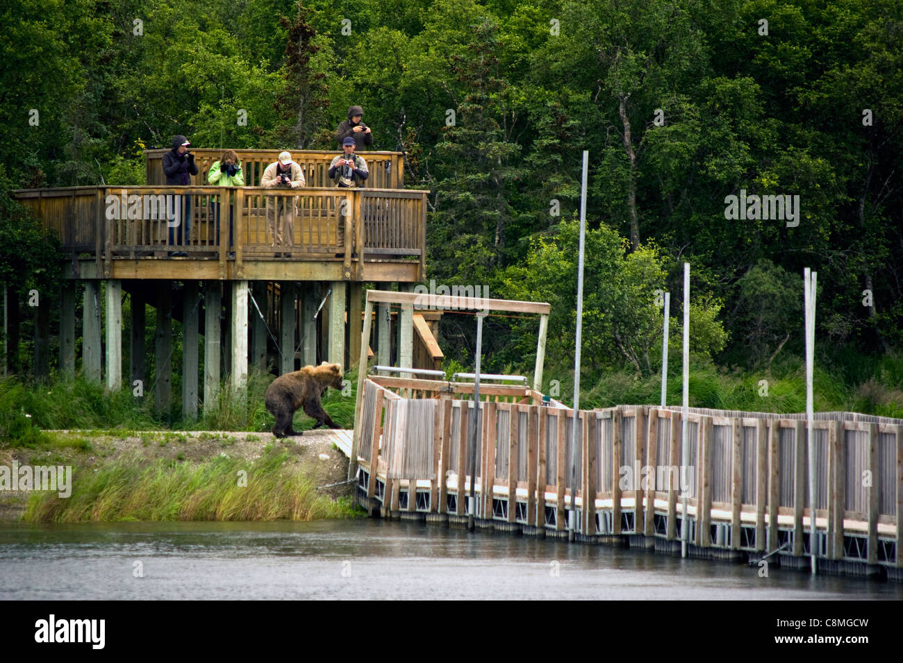Observation point to observe brown bear at Katmai National Park, Alaska ...