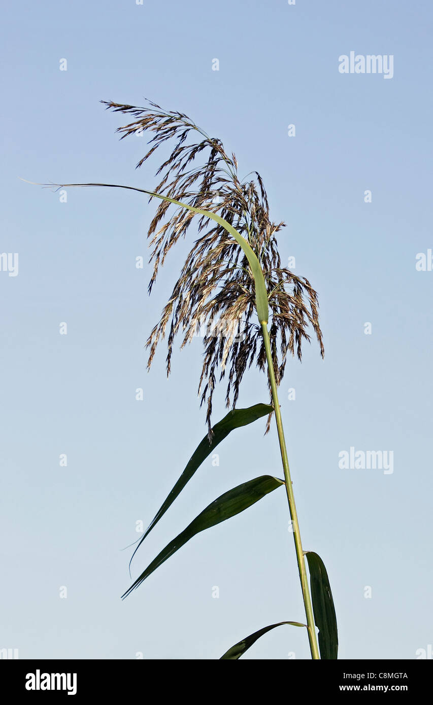 Phragmites Australis Seeds