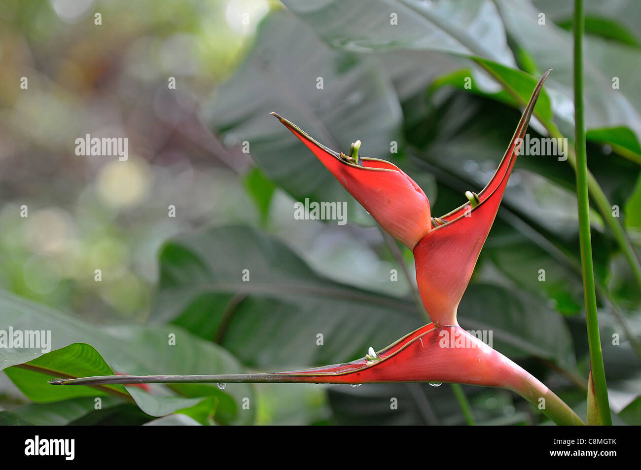 Tropical red heliconia flower, Heliconia stricta, isolated on a white ...
