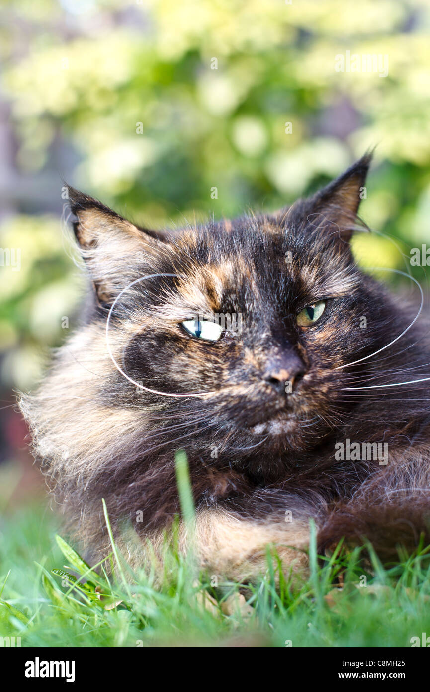 Tortoiseshell Kitten Outside