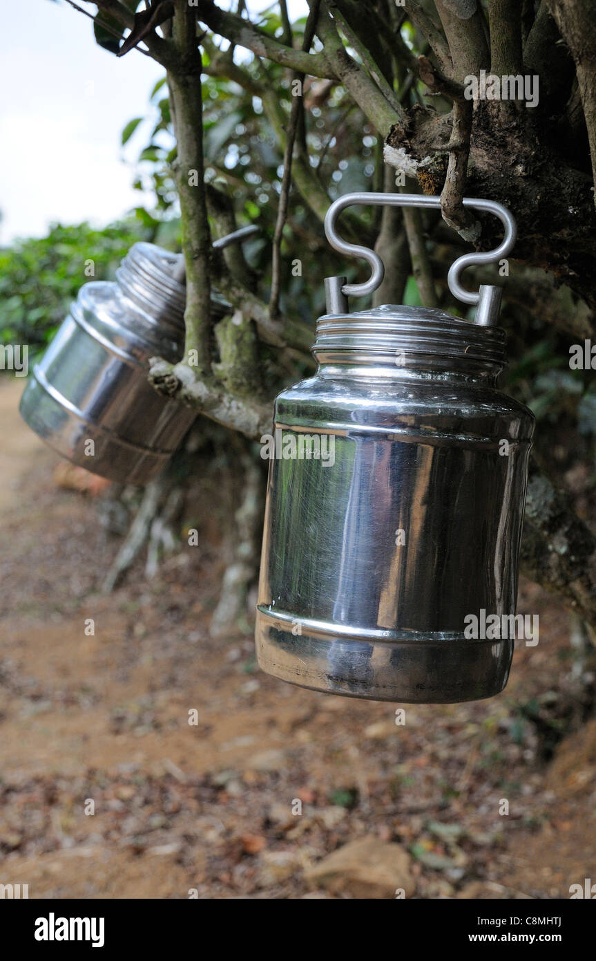 Tea pickers Tiffin ( lunch) boxes hanging on tea bush branches in a tea ...