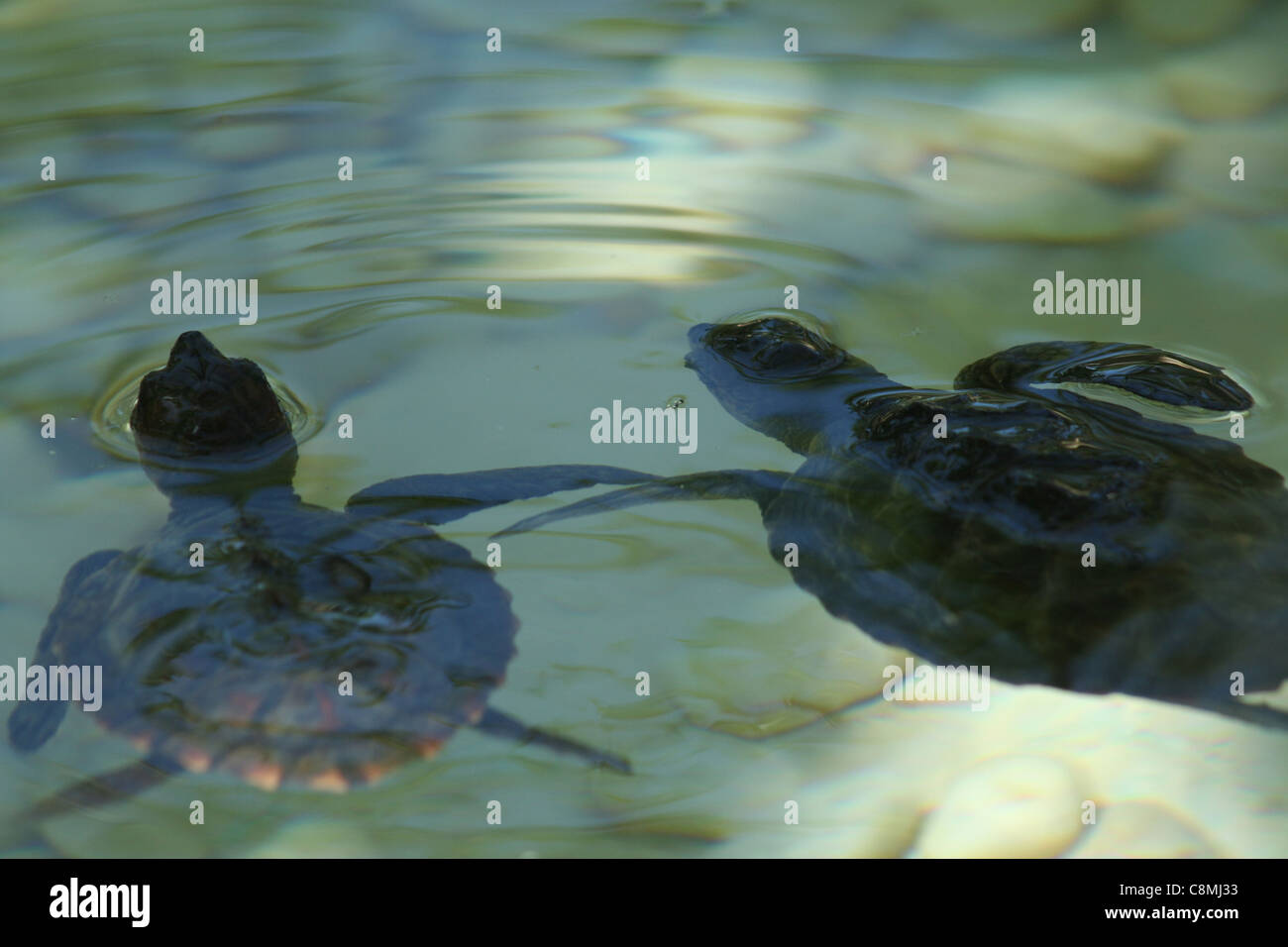 Extinct animals of australia hi-res stock photography and images - Alamy