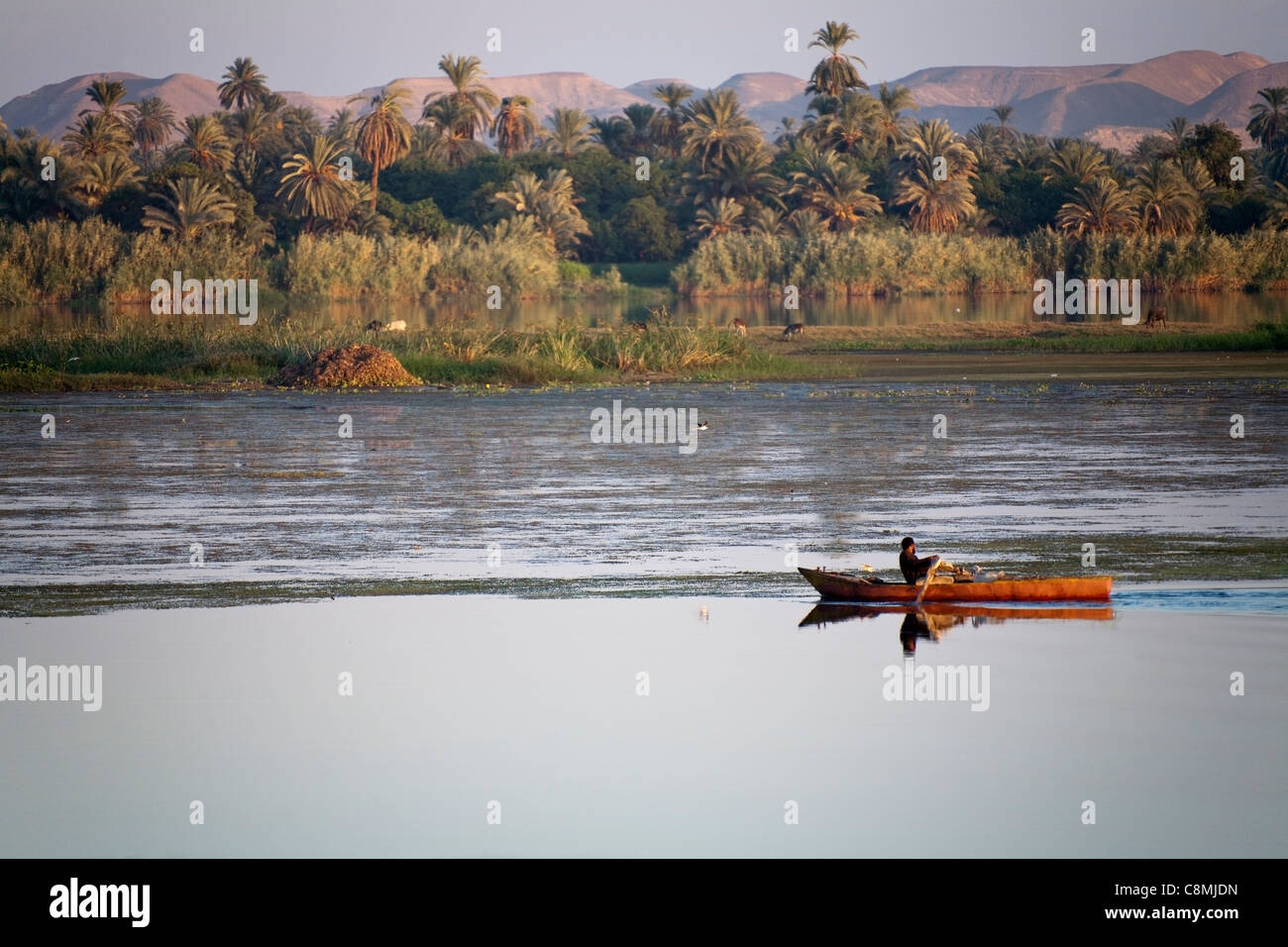 Lone fisherman rowing in the calm shallows on the river Nile Egypt with ...