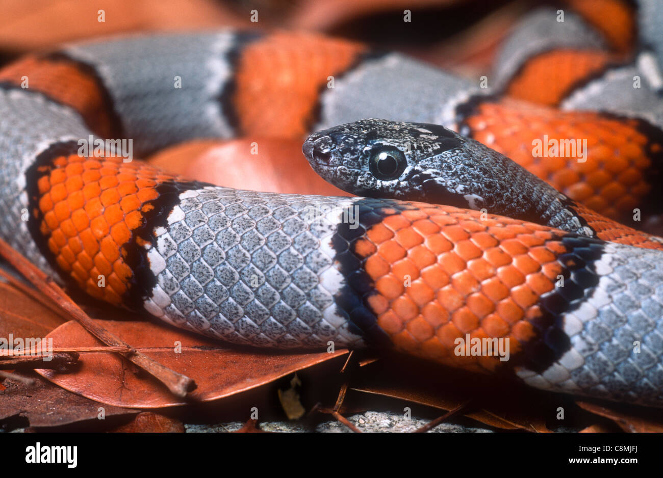 Gray Banded King Snake