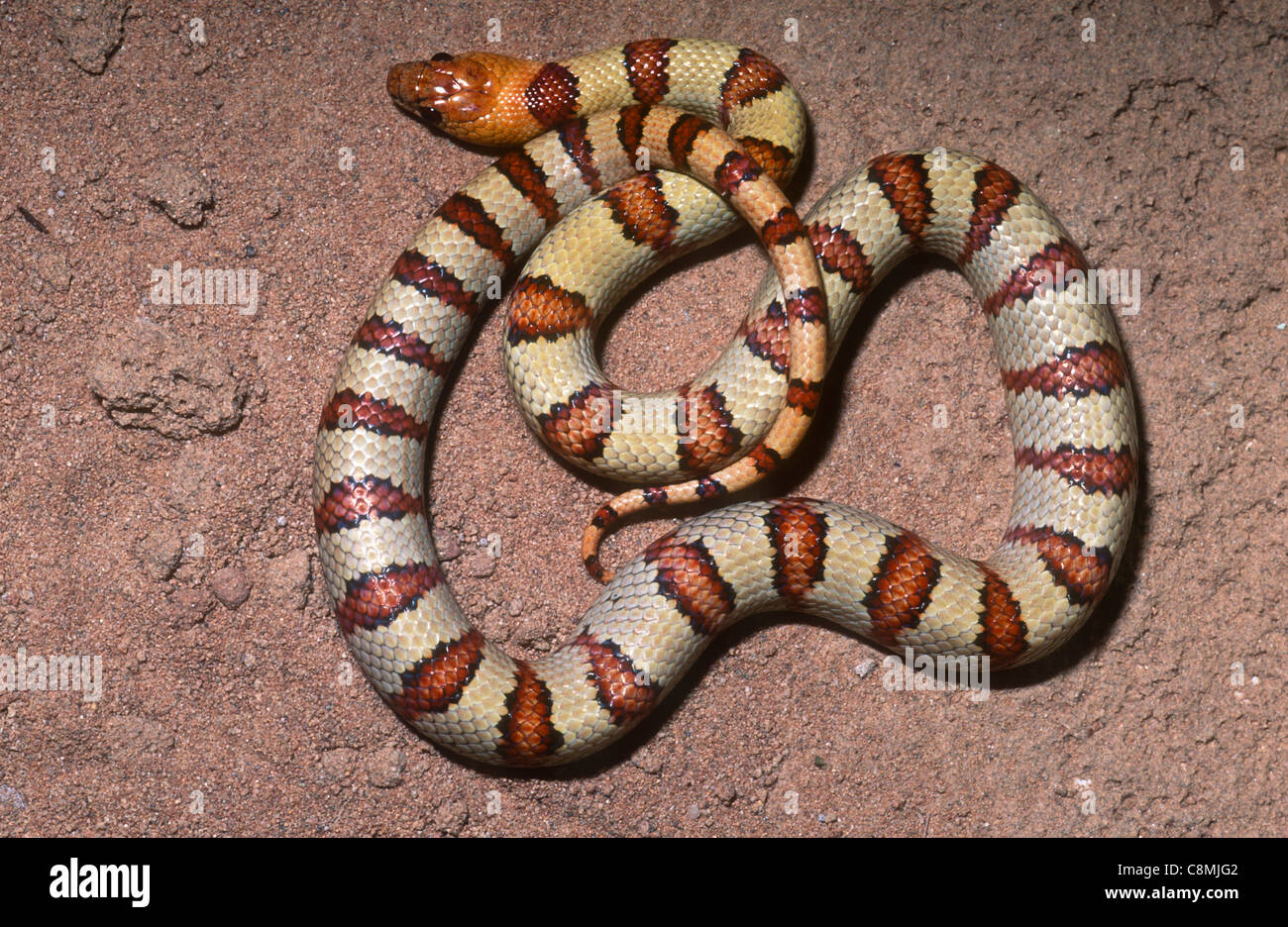 Lampropeltis mexicana thayeri hi-res stock photography and images - Alamy