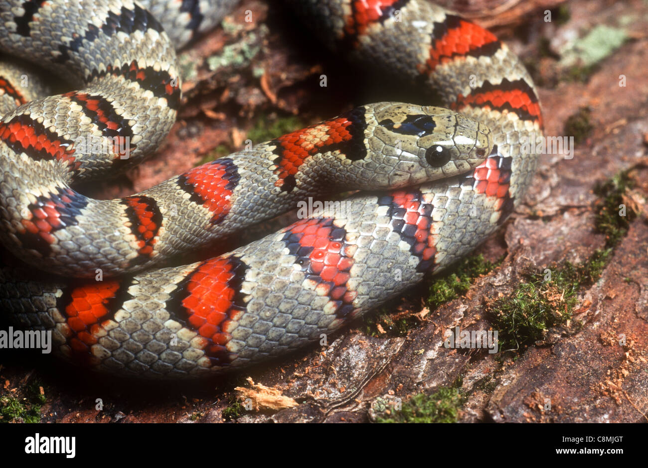 Mexico snakes hi-res stock photography and images - Alamy