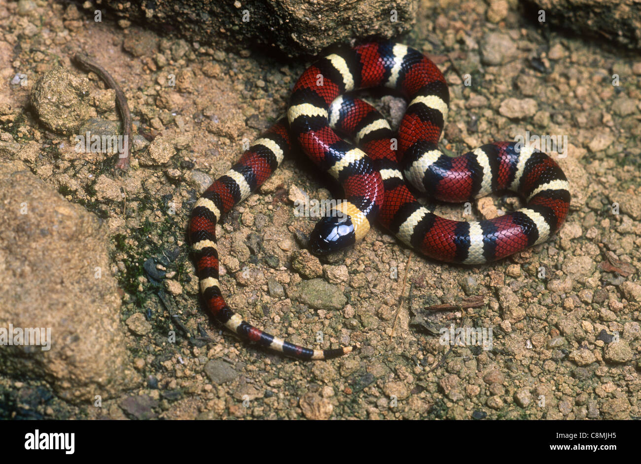 Mexico snakes hi-res stock photography and images - Alamy