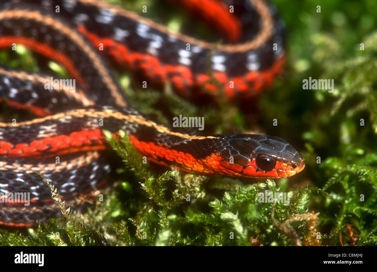 Snakes of canada hi-res stock photography and images - Alamy