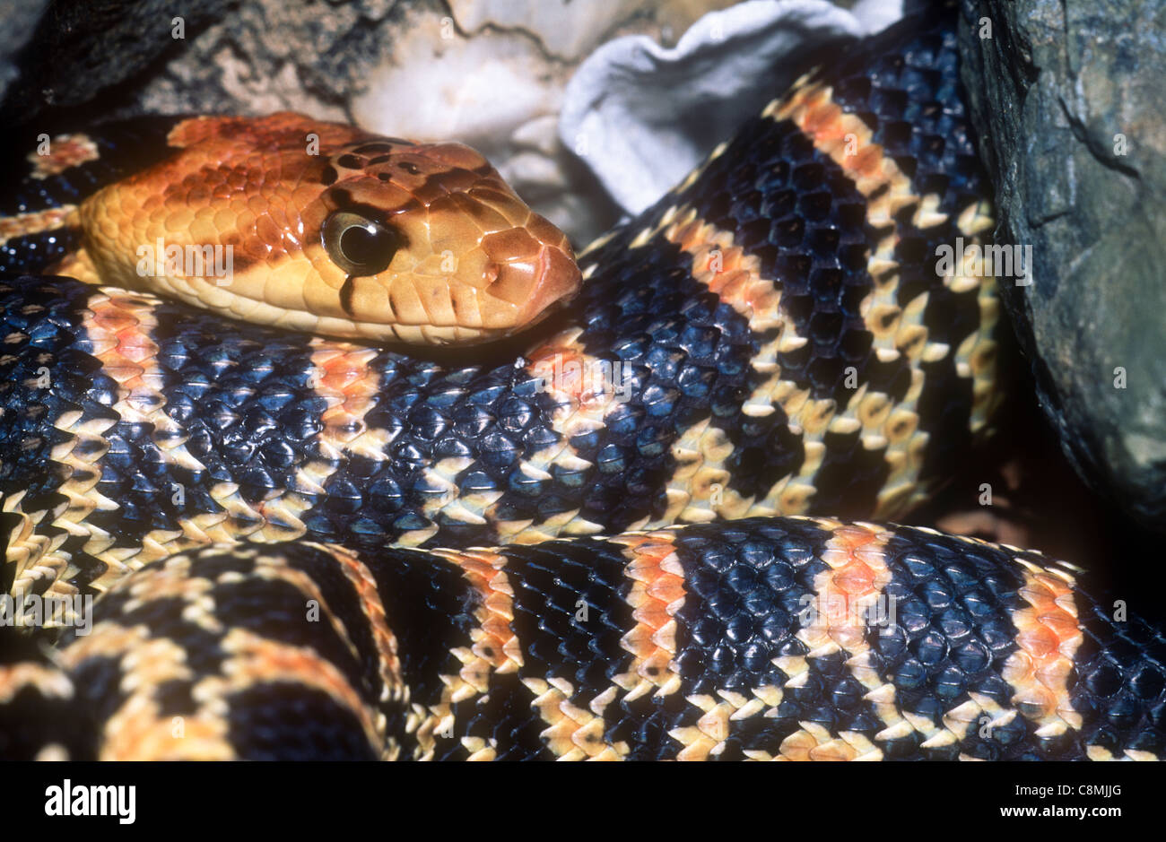Baja Gopher snake, Pituophus catenifer insulanus, Cedros Island, Baja ...