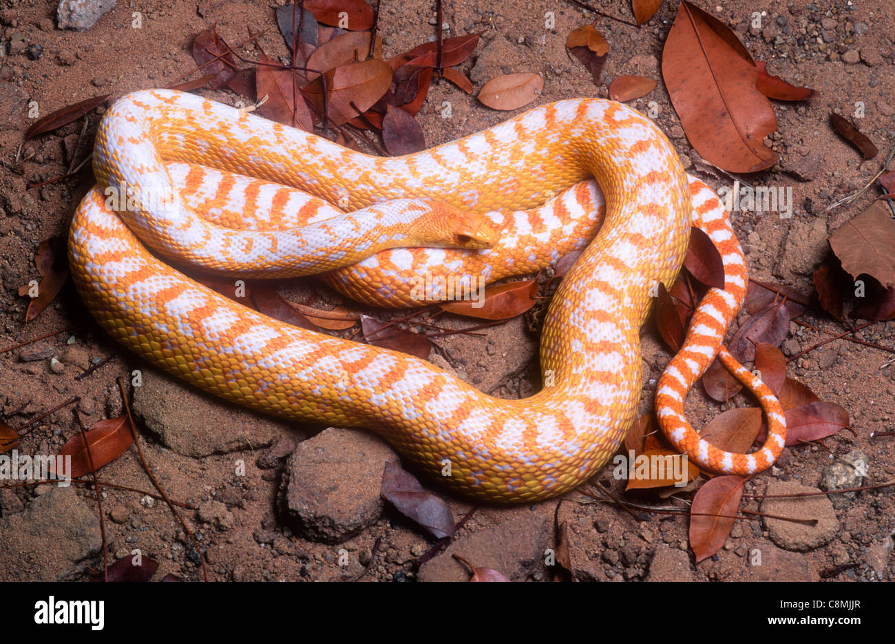 San Diego gopher snake, albino, Pituophis catenifer annectens Stock ... San Diego gopher snake, albino, Pituophis catenifer annectens Stock ...