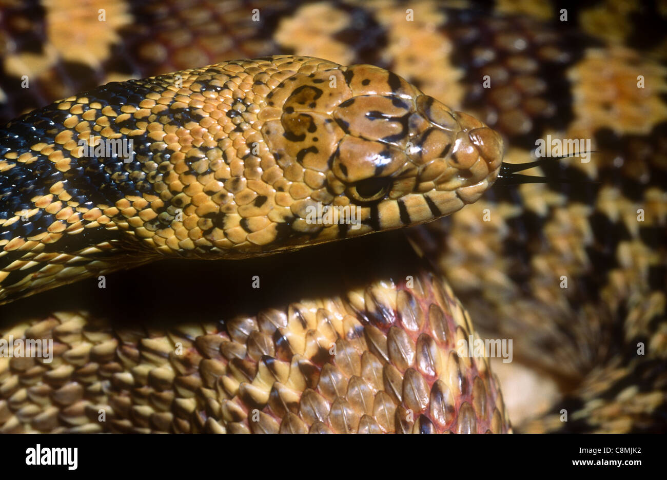 Bull snakes hi-res stock photography and images - Alamy