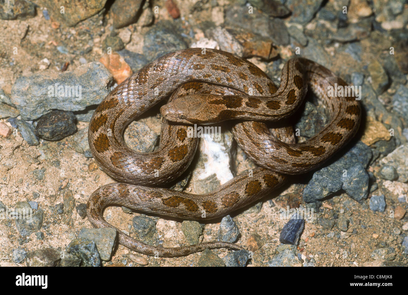 Cedros Island night snake, Hypsiglena ochrorhynchus baueri, Baja ...