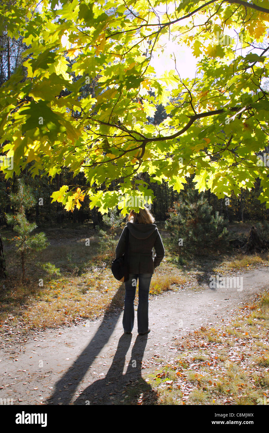 Tree catching sunlight in woods hi-res stock photography and images - Alamy