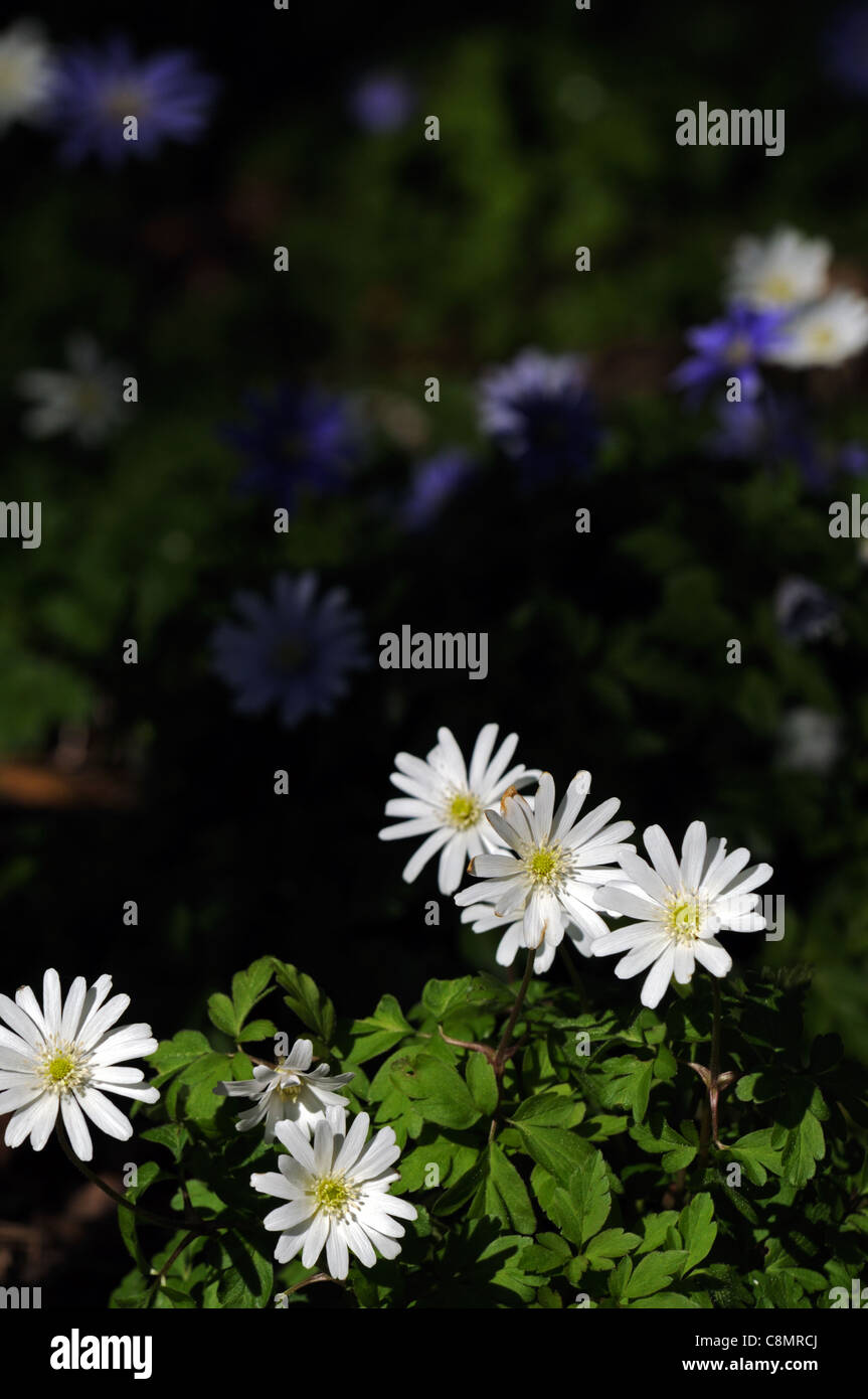 anemone nemorosa alba windflowers white petals flowers flowering blooms ...