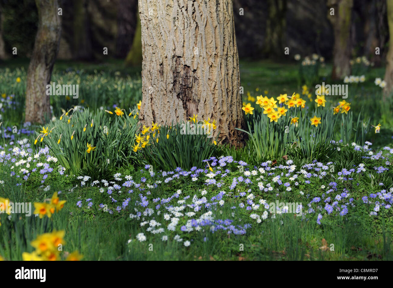 spring flowers blooms blossoms under underneath beneath tree woodland ...