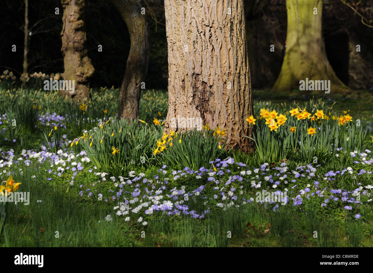 spring flowers blooms blossoms under underneath beneath tree woodland ...