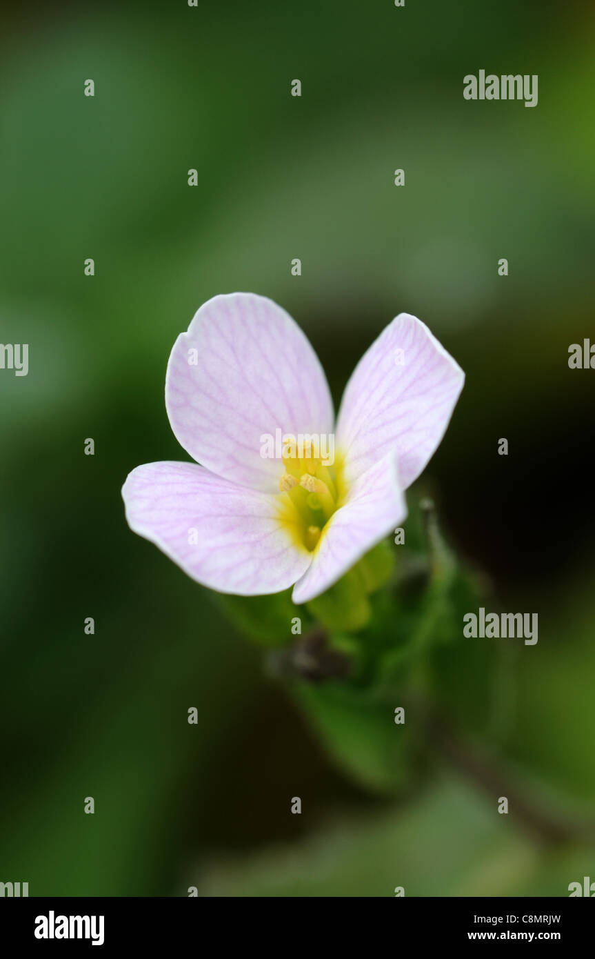 Arabis androsacea rock cress closeup plant portraits white petals ...