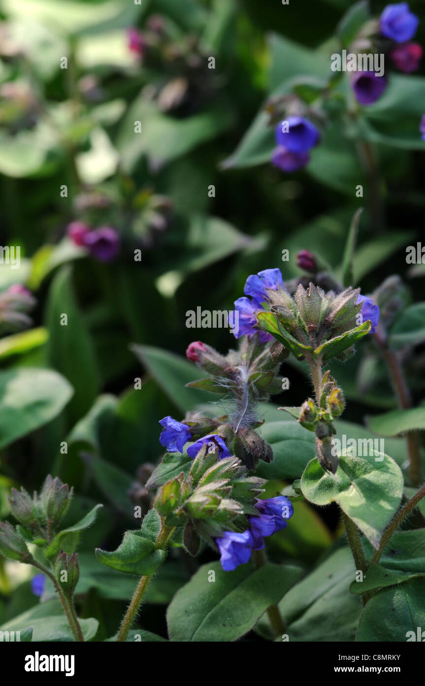 pulmonaria lungwort blue flower spring Stock Photo - Alamy