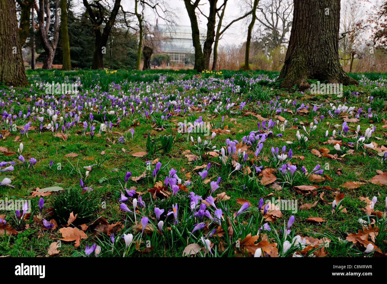 dutch crocus flowers blooms blossoms blue purple white grow lawn carpet ...