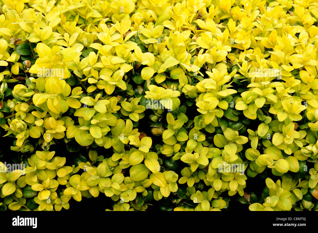 low clipped buxus box hedge closeup selective focus evergreens surfaces ...