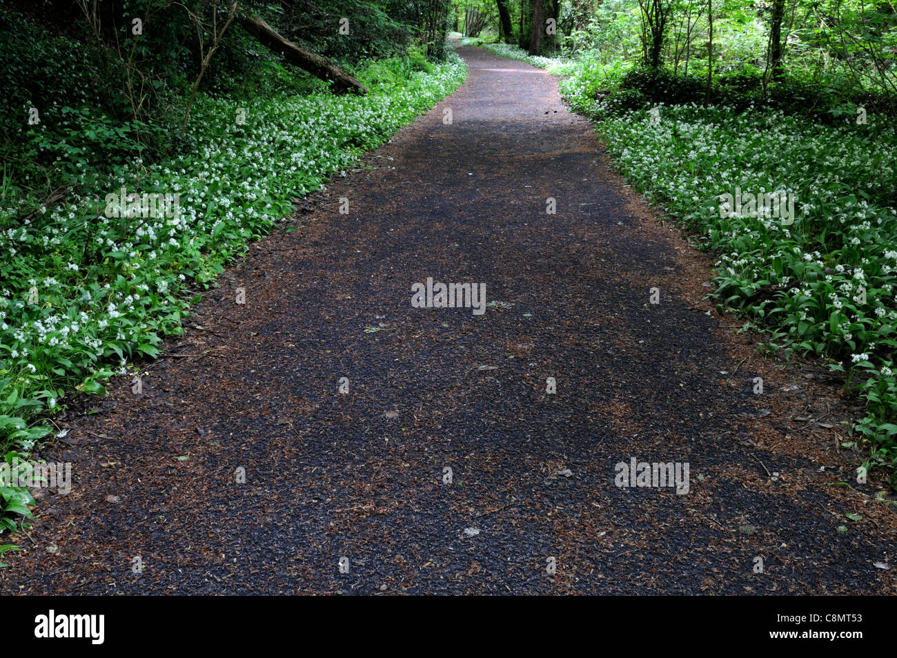 Allium ursinum Carpet of wild Garlic line lining border bordering a ...