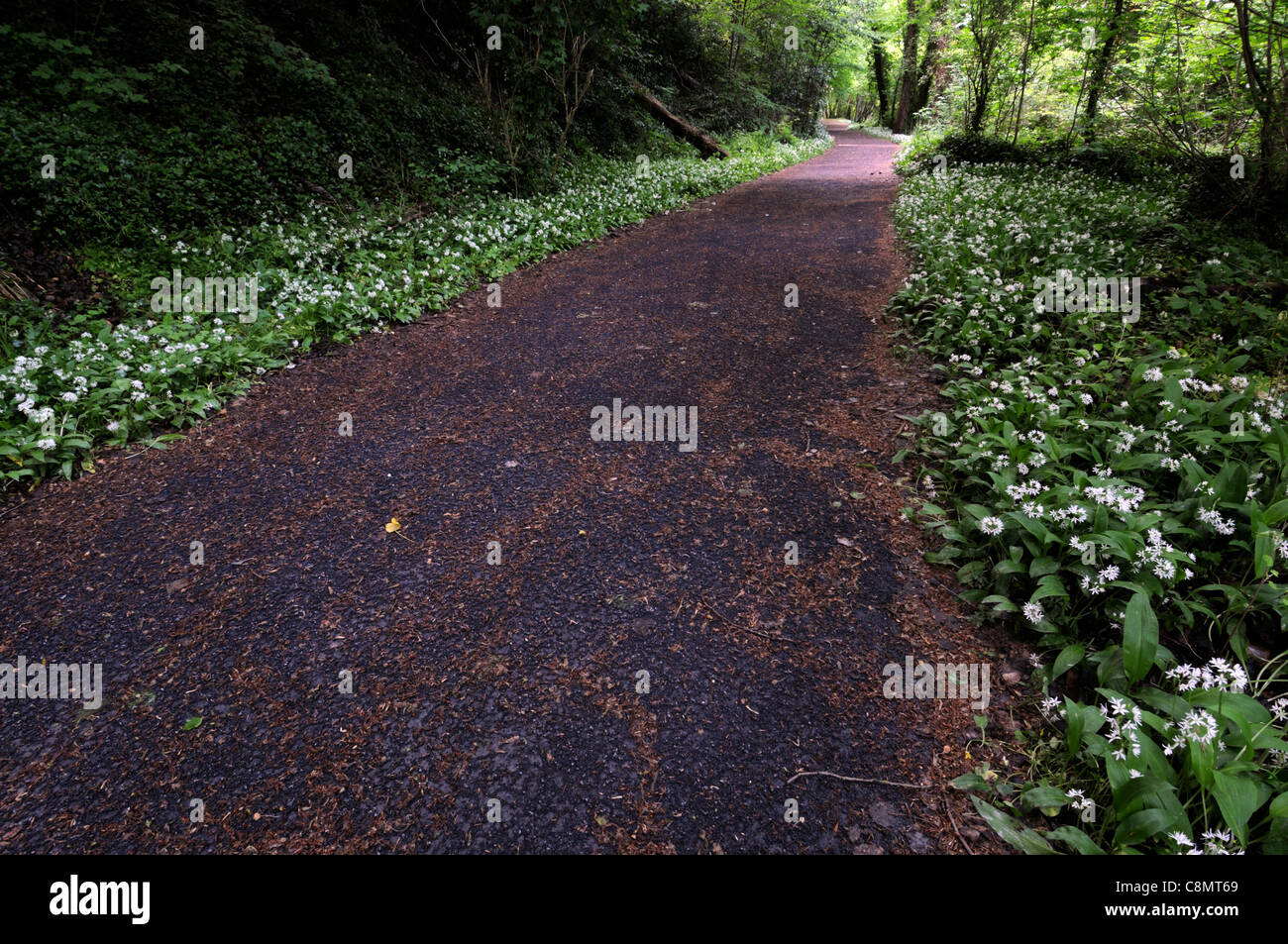 Allium ursinum Carpet of wild Garlic line lining border bordering a ...