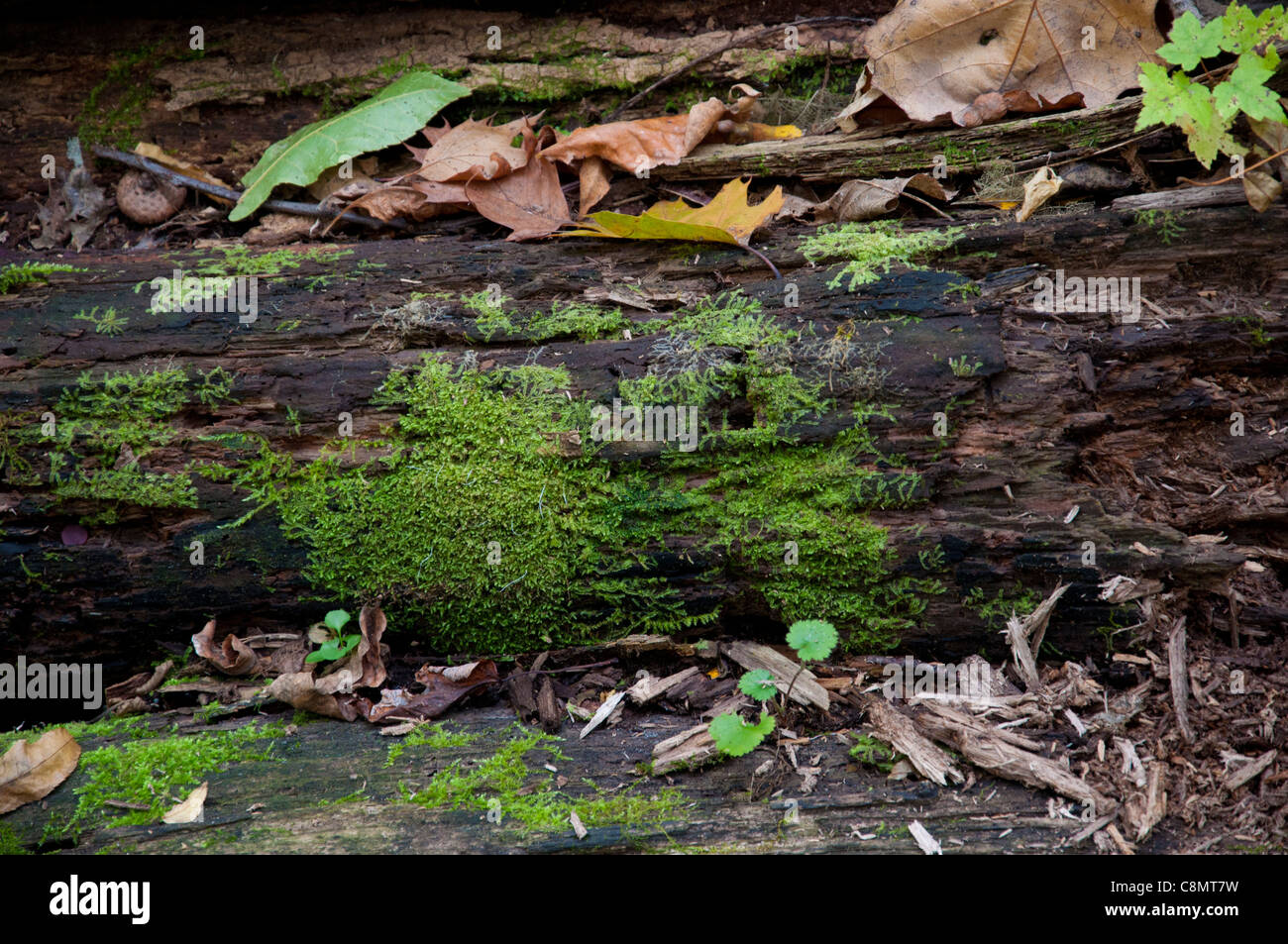 A moss-covered log Stock Photo - Alamy