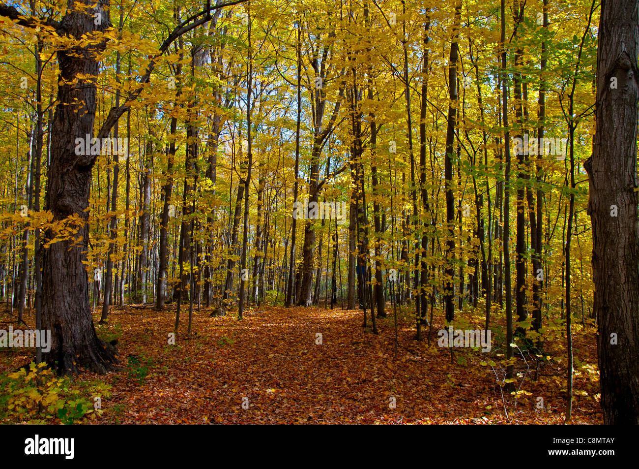 Morgan arboretum hi-res stock photography and images - Alamy