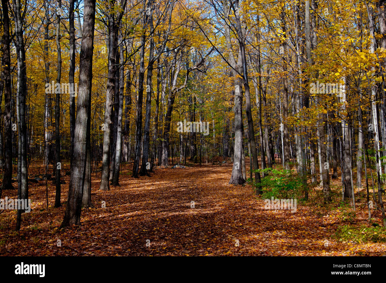 A path through the trees at the Morgan Arboretum Stock Photo - Alamy