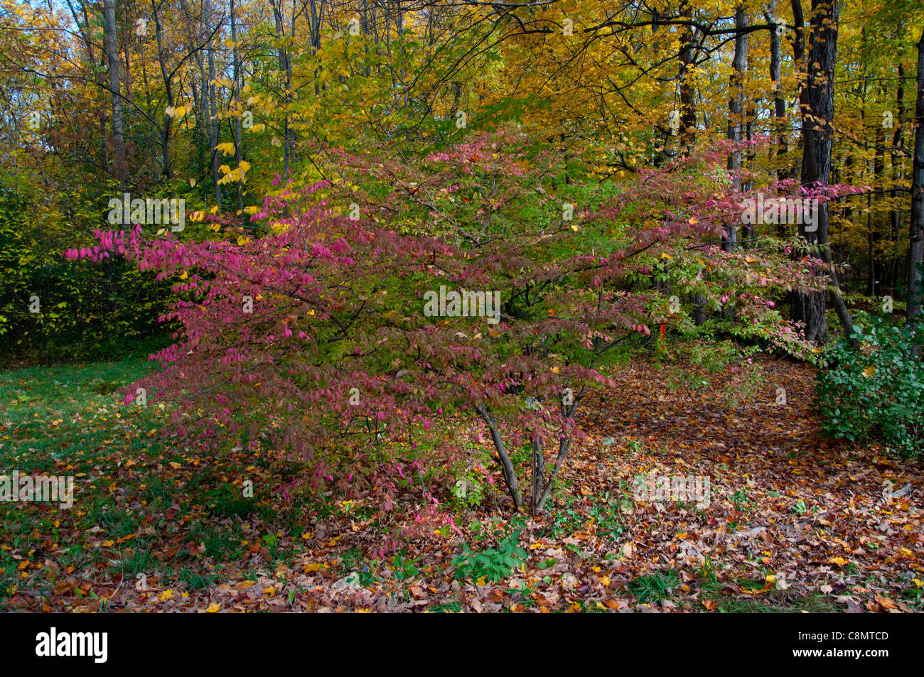 Fall foliage at the Morgan Arboretum Stock Photo - Alamy