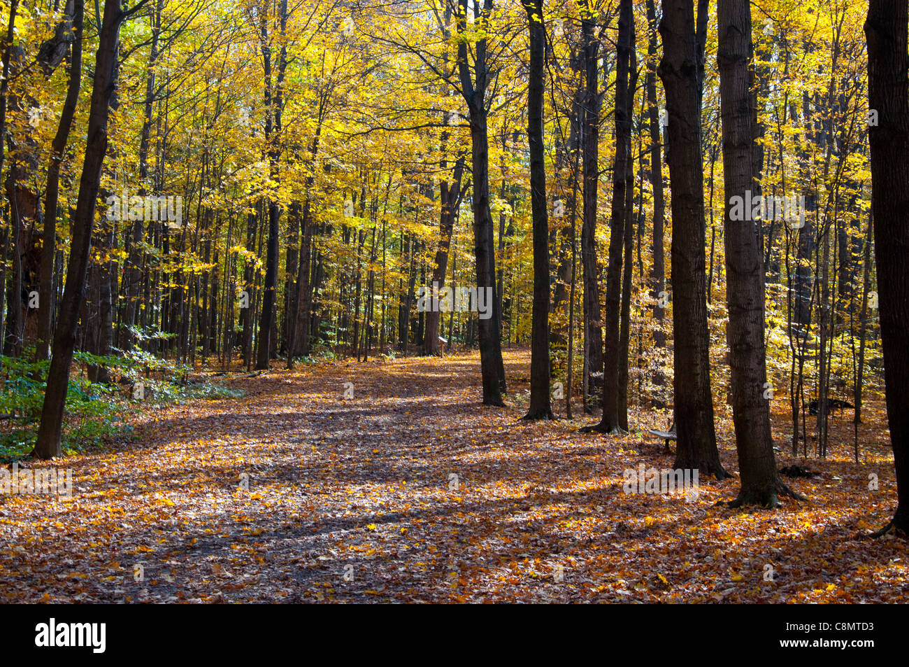 A path through the trees at the Morgan Arboretum Stock Photo - Alamy