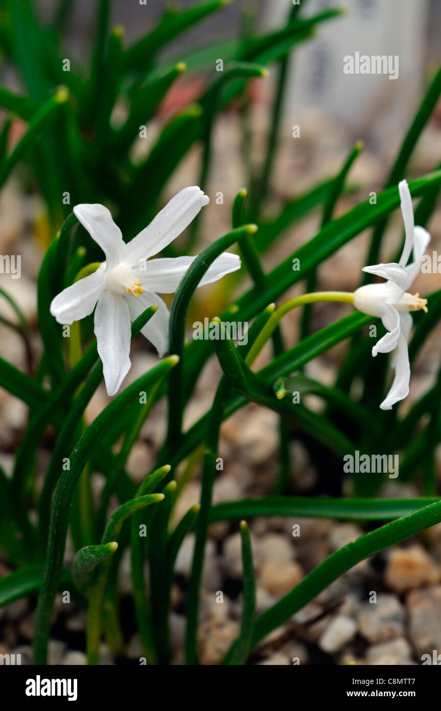 Chionodoxa luciliae alba hi-res stock photography and images - Alamy