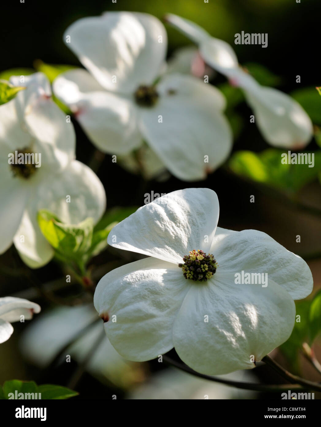 cornus eddies white wonder agm selective focus plant portraits spring ...