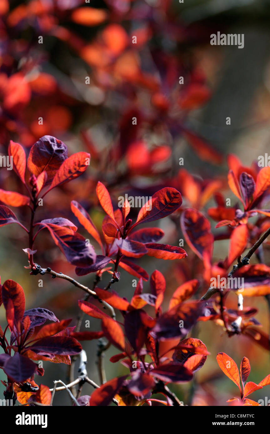 cotinus coggygria foliis purpureis purple smokebush Stock Photo - Alamy