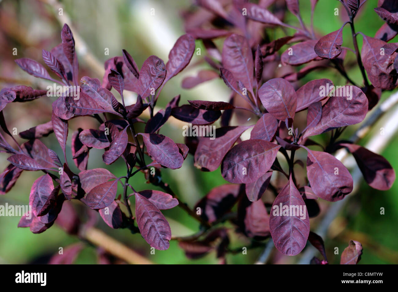 cotinus coggygria foliis purpureis purple smokebush Stock Photo - Alamy