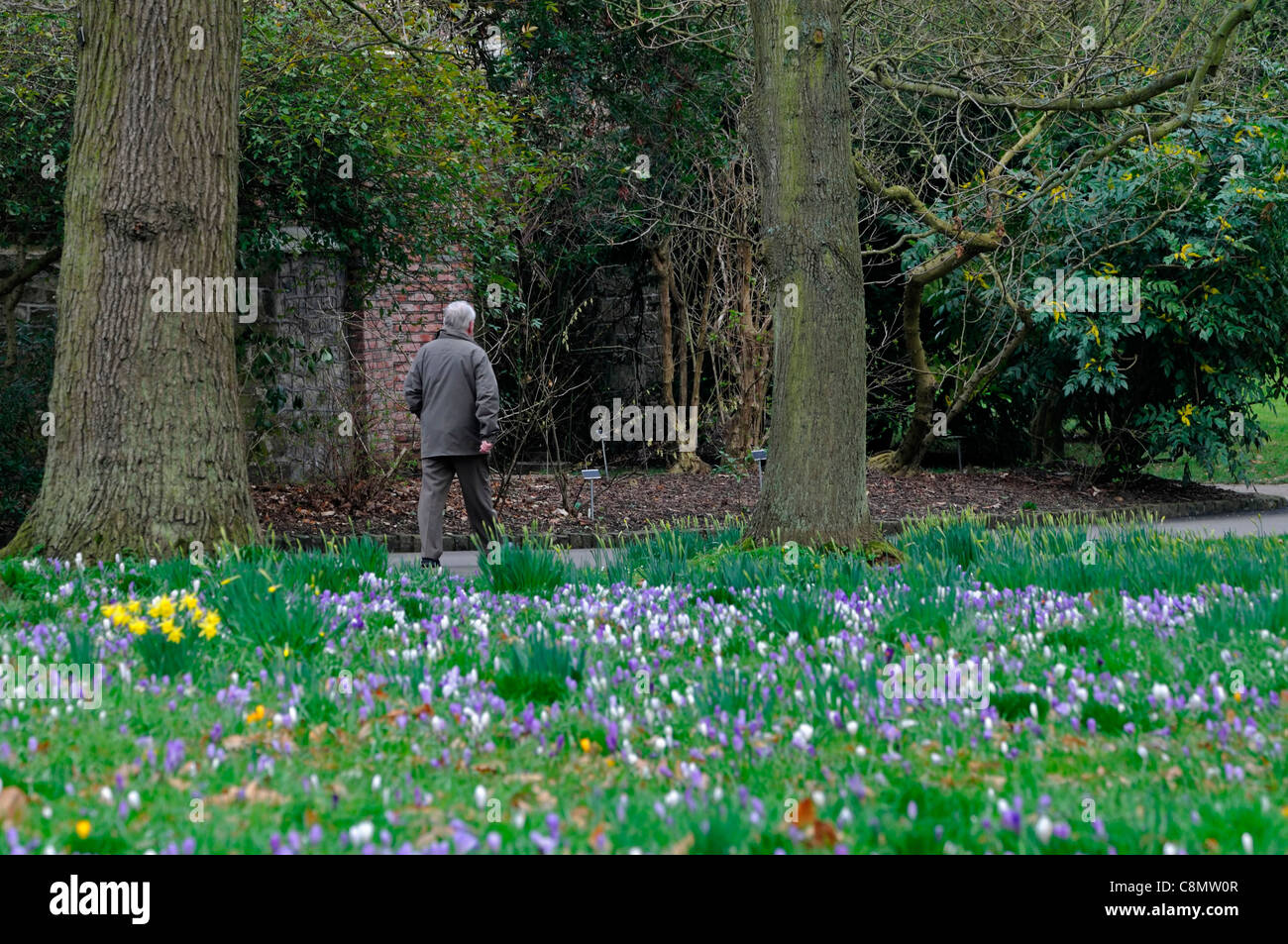 man walking walk dutch crocus flowers blooms blossoms blue purple white ...