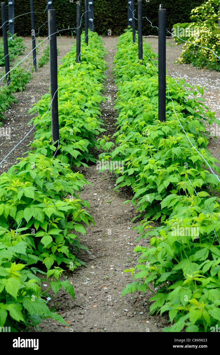 currant bushes young small new growth late spring train training poles ...