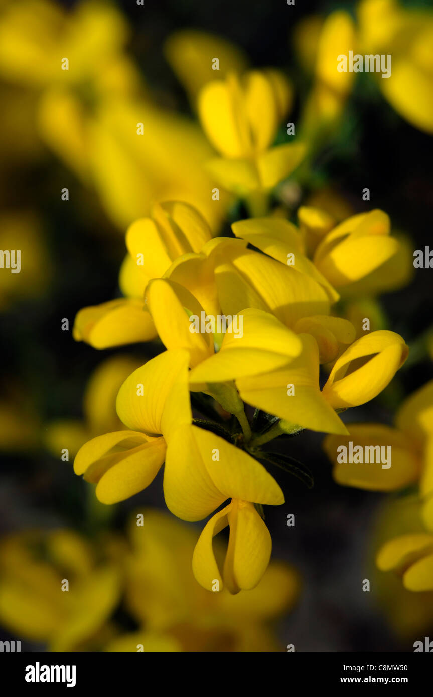 Spring shrub rm floral hi-res stock photography and images - Alamy