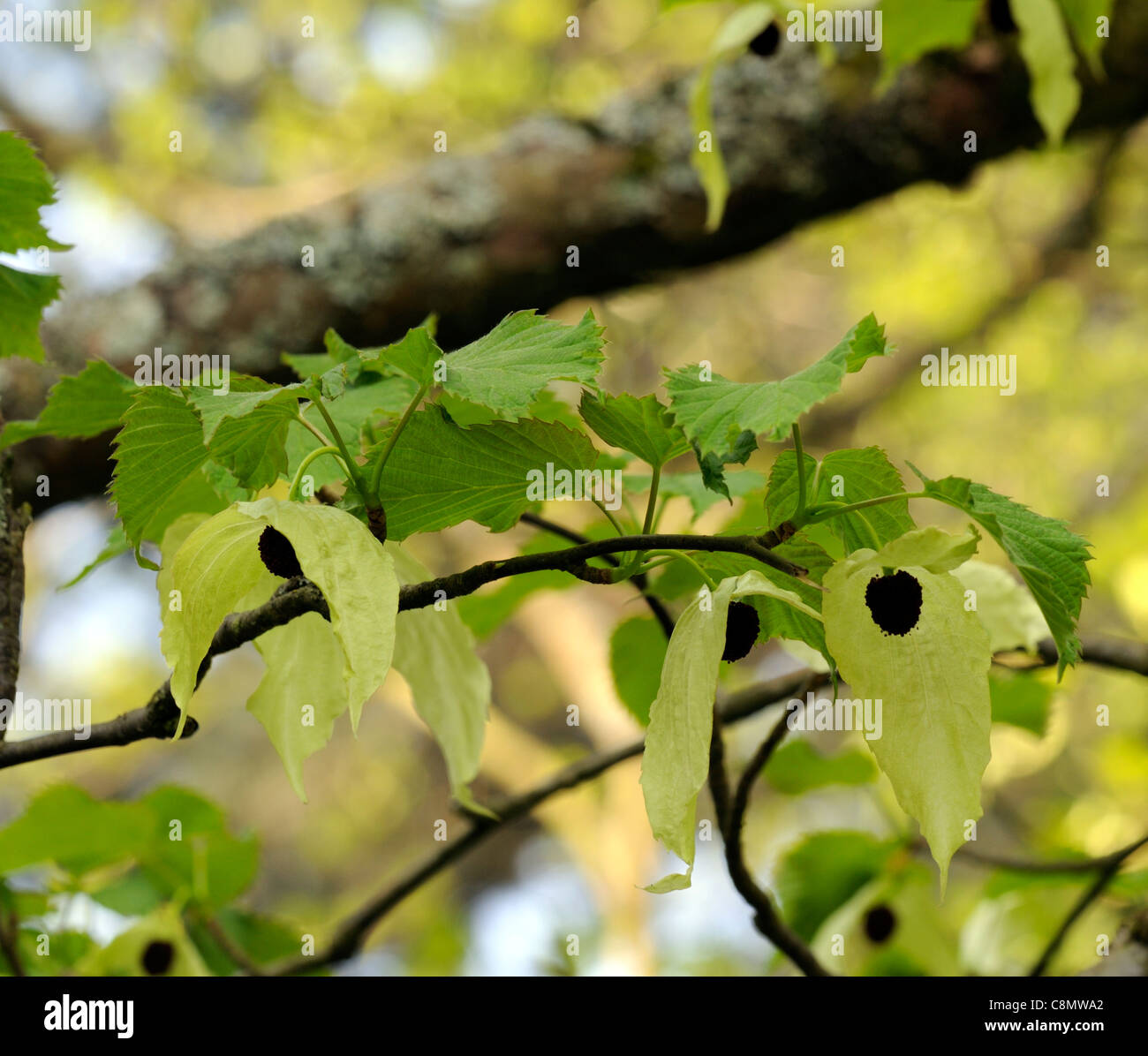 davidia involucrata var vilmoriniana colours colors white flowers ...