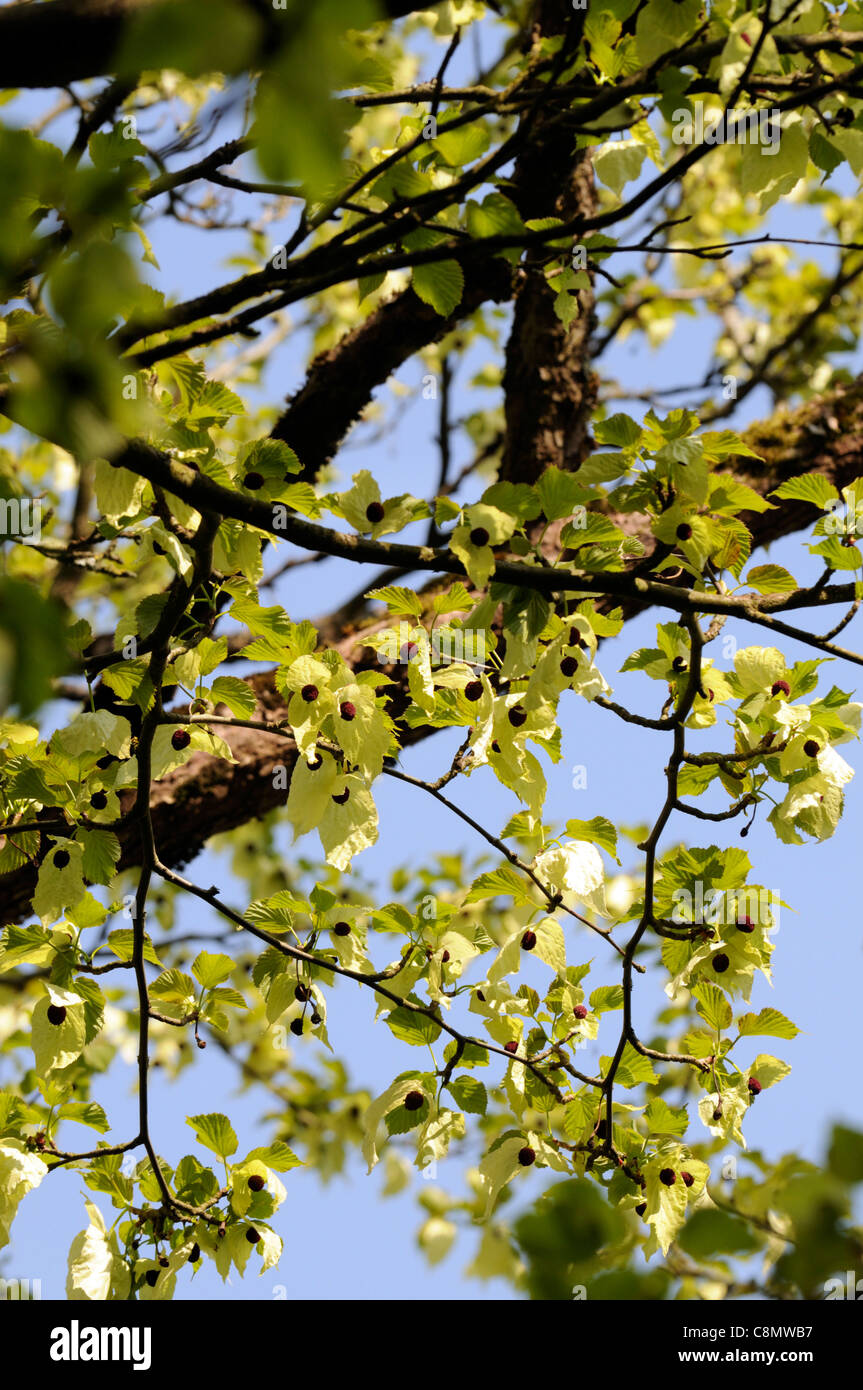 davidia involucrata var vilmoriniana colours colors white flowers ...