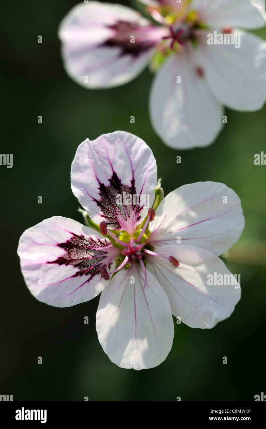 erodium petraeum ssp crispum plant portraits purple white flower ...