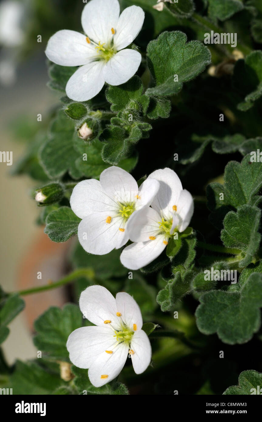 White flowers hi-res stock photography and images - Alamy