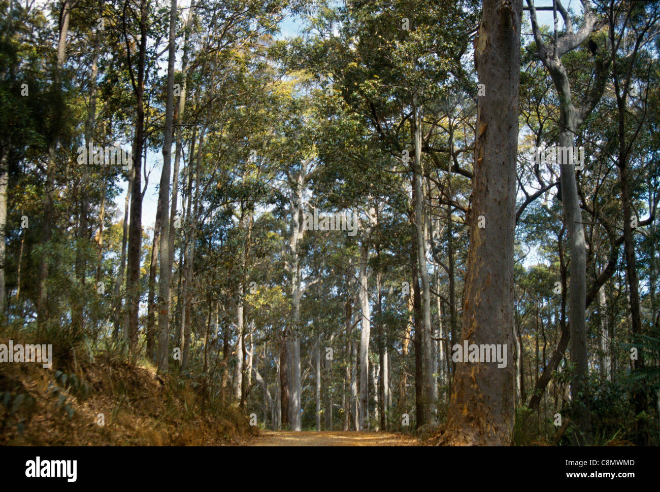 Queensland Australia Eucalyptus Forest Nr Pebbly Beach Stock Photo - Alamy