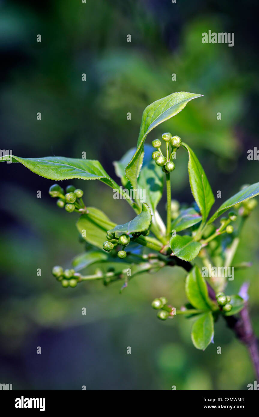 euonymus europaeus var intermedia spindle berries spring green unripe ...