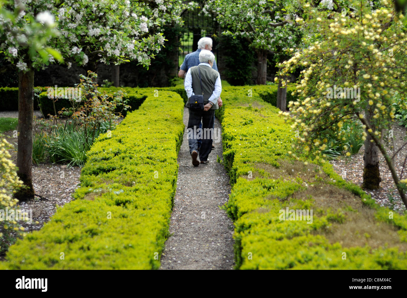 low clipped buxus box hedge closeup evergreens surfaces edging edges ...
