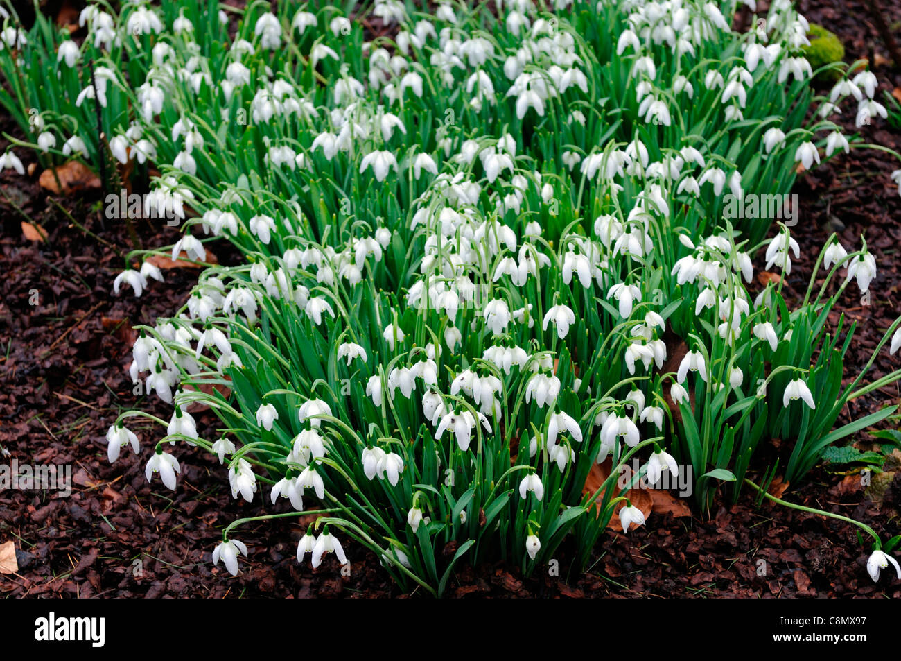 Large clump hi-res stock photography and images - Alamy