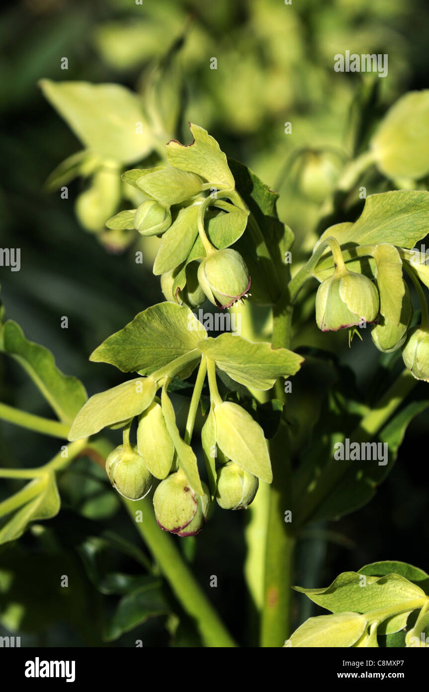 Helleborus foetidus stinking hellebore dungwort bear's foot flowers ...