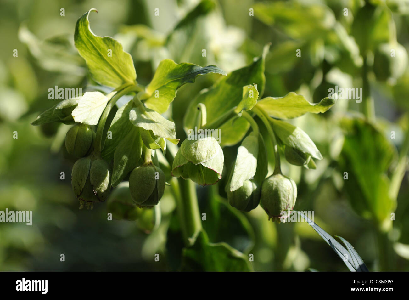 Stinking hellebore flowers hi-res stock photography and images - Alamy