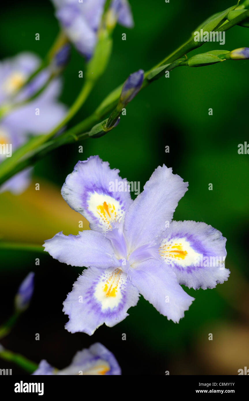 iris confusa martyn rix blue flower blooms blossoms bamboo iris crested ...