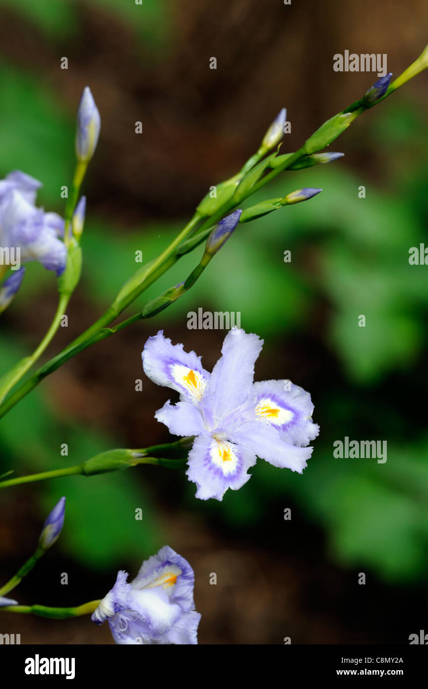 iris confusa martyn rix blue flower blooms blossoms bamboo iris crested ...